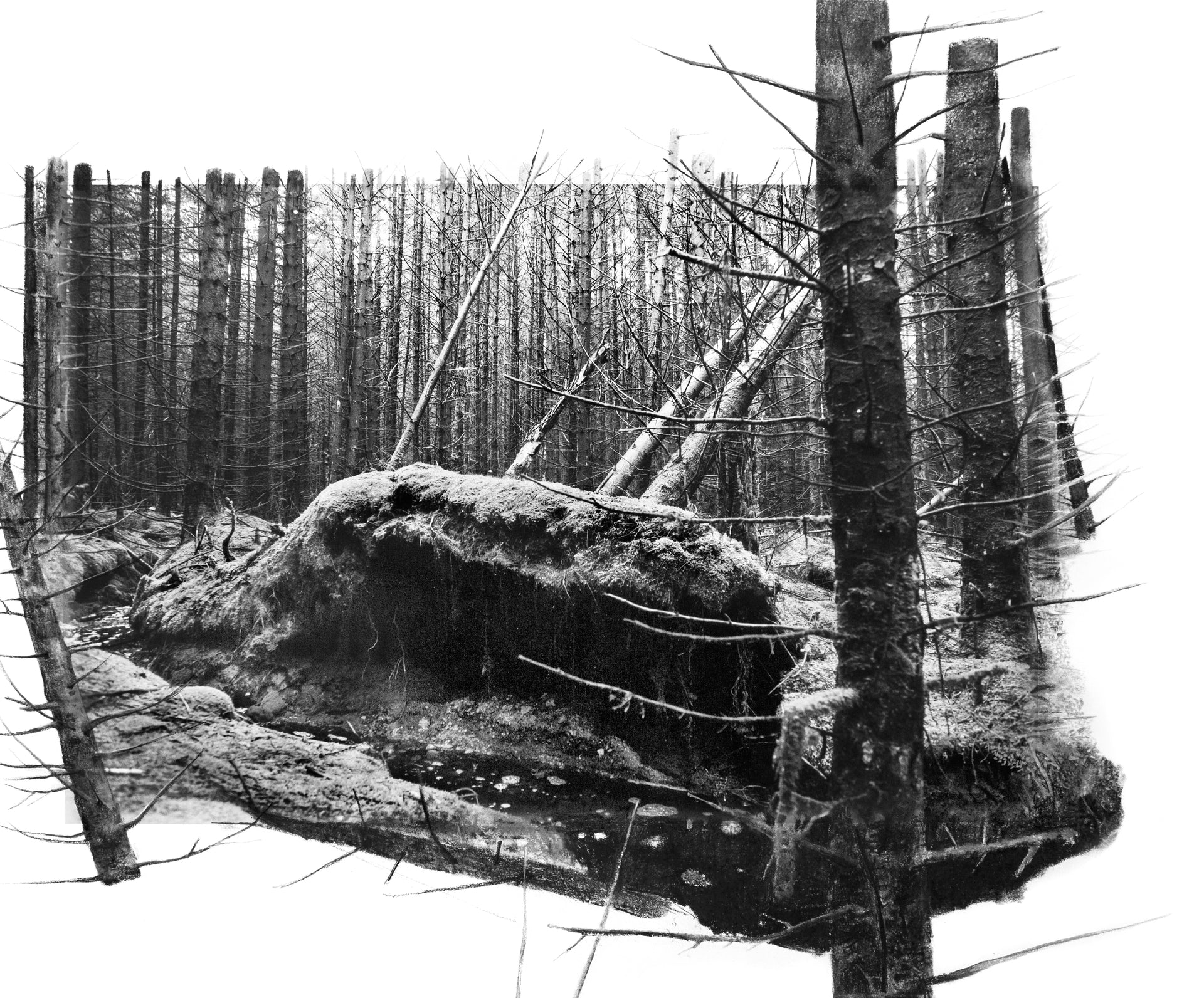 YGGDRASIL - Dana Cojbuc – Galerie Écho