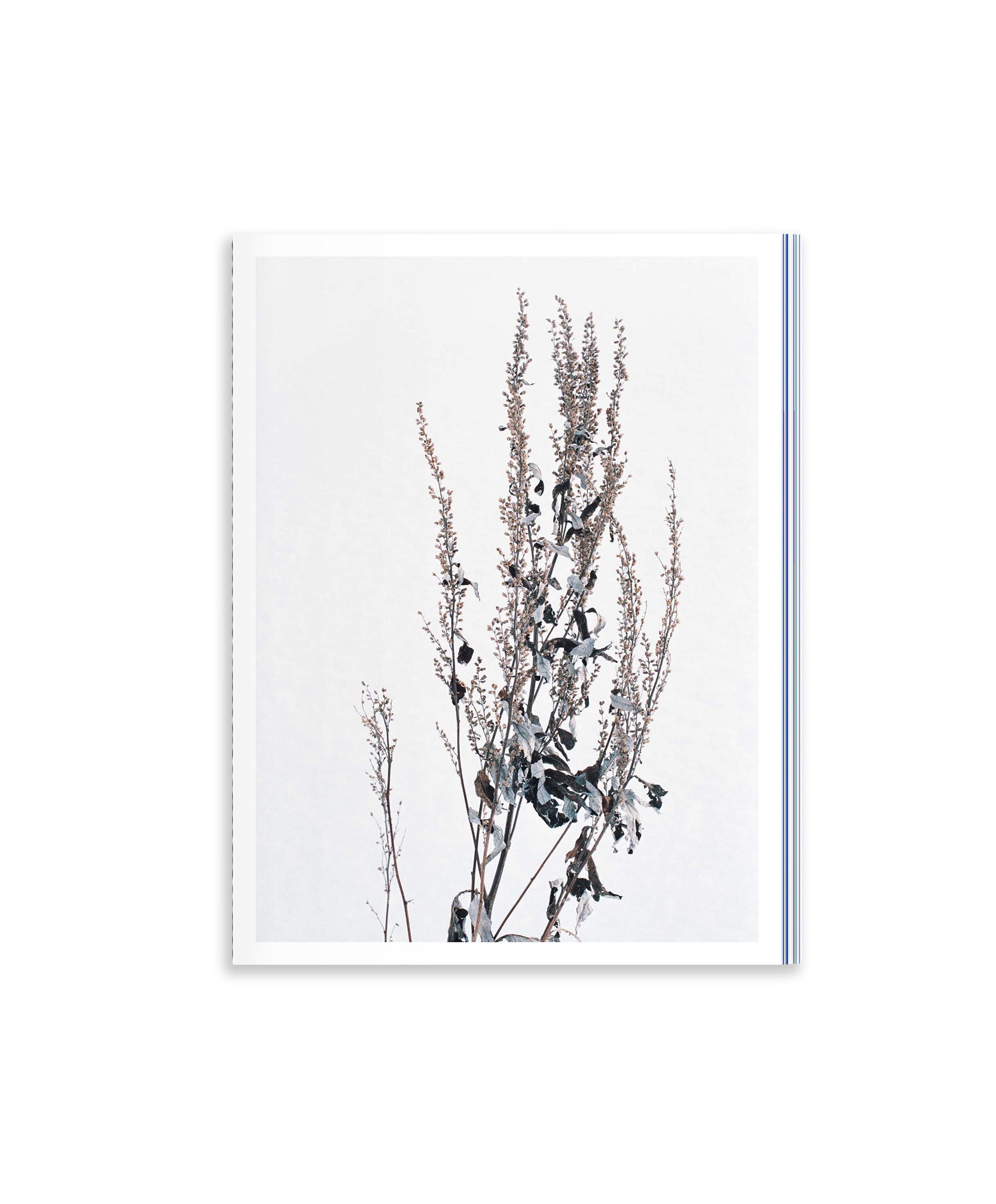 Yann Stofer - Hokkaido is blue, white and gold – Galerie Écho